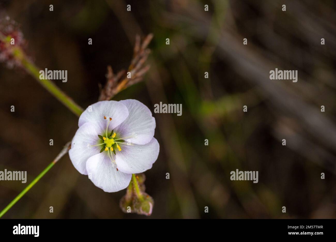 The small white flower of Drosera liniflora with blurry background and ...