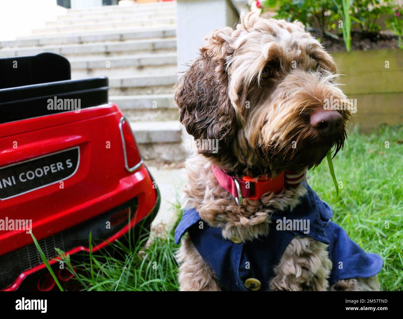 Cockapoo dogs hi-res stock photography and images - Alamy