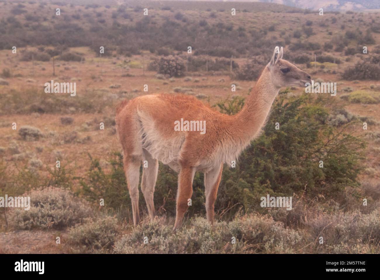 Vicugna or Guanicoe in the wild of Torres del Paine national park in ...