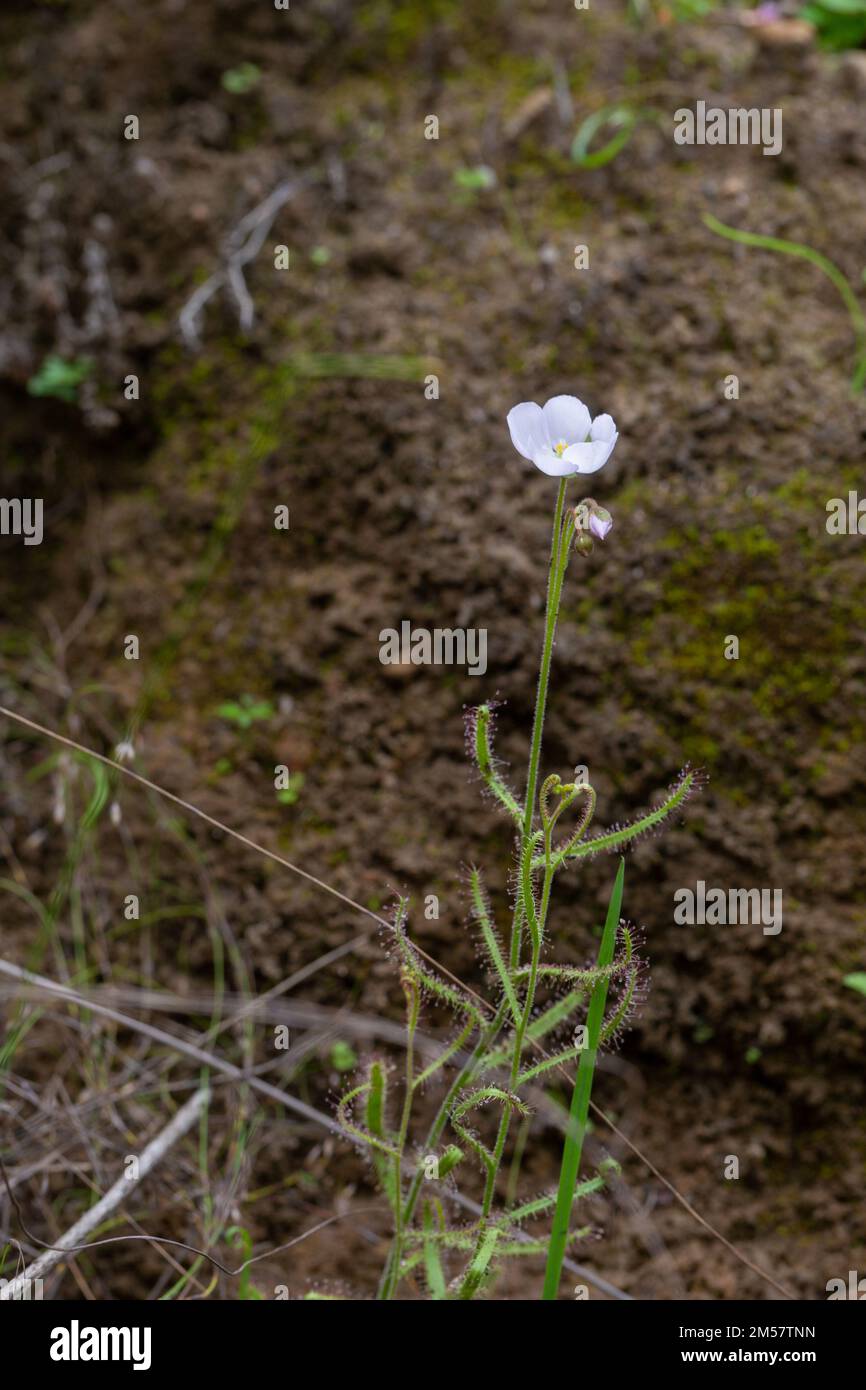 Carnivorous Plants: whole plant of Drosera liniflora from the Sundew ...