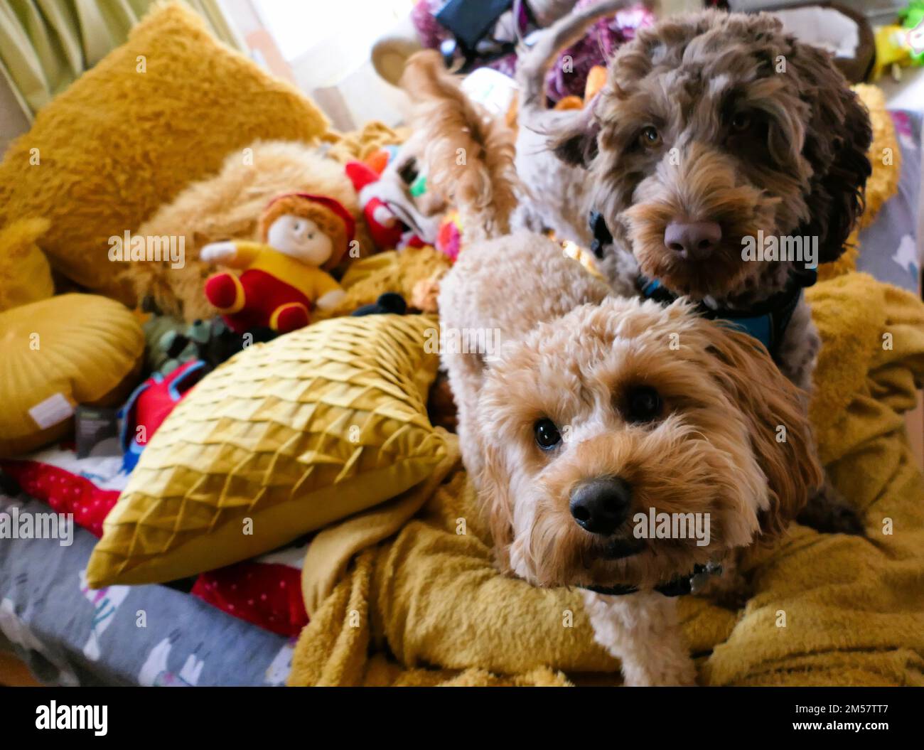 Cockapoo puppies hi-res stock photography and images - Alamy