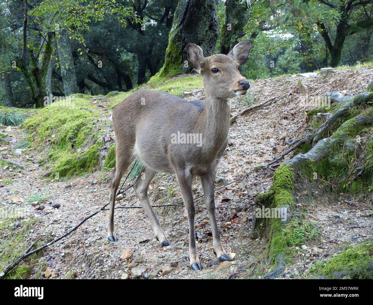 Deer rain hi-res stock photography and images - Alamy