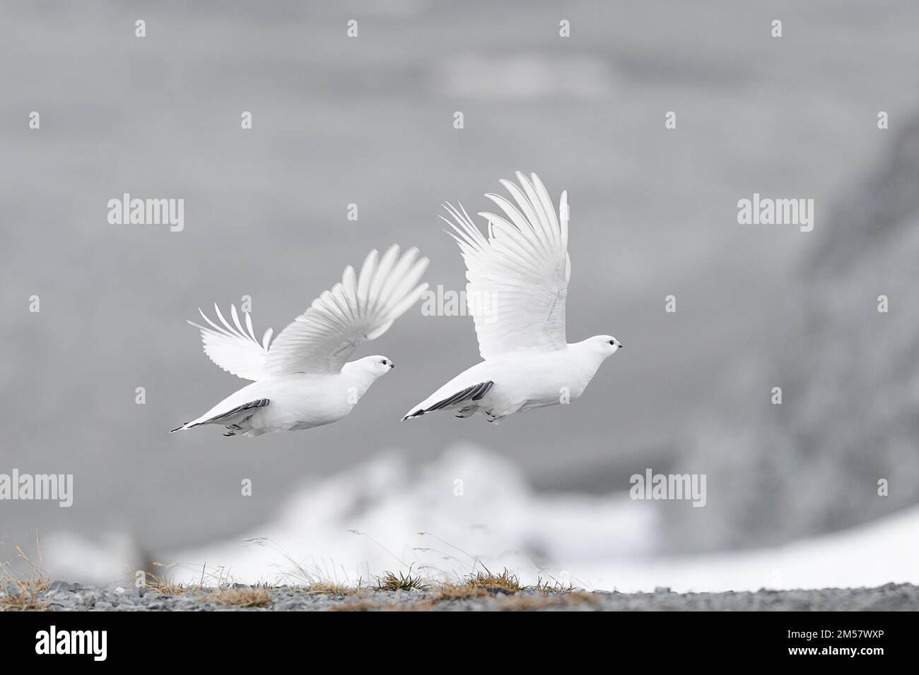 Two birds flying in mountains hi-res stock photography and images - Alamy