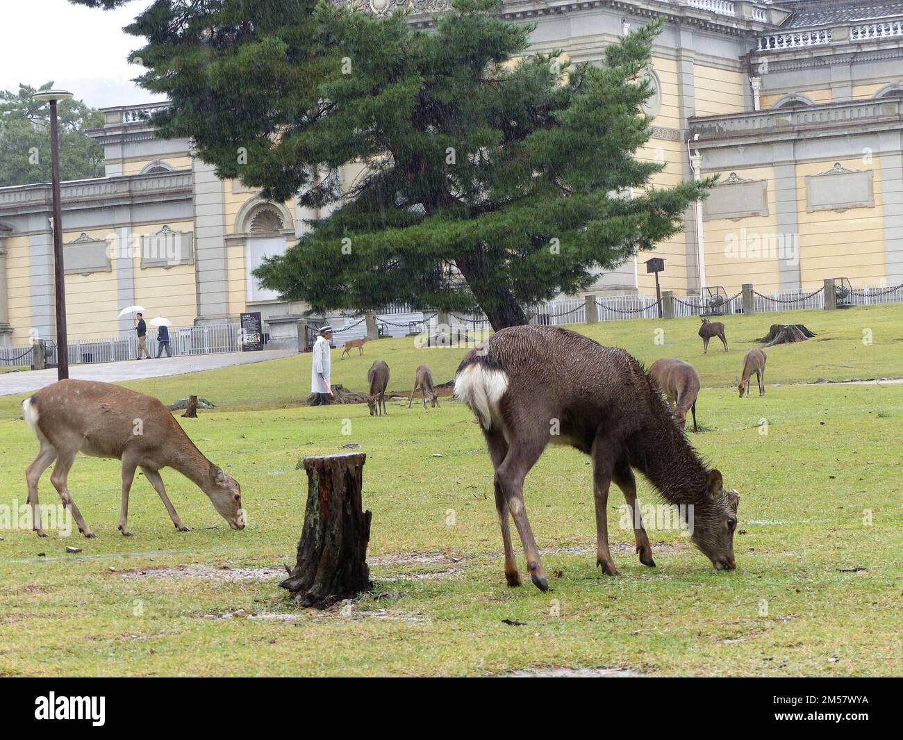 Nara koen park hi-res stock photography and images - Alamy