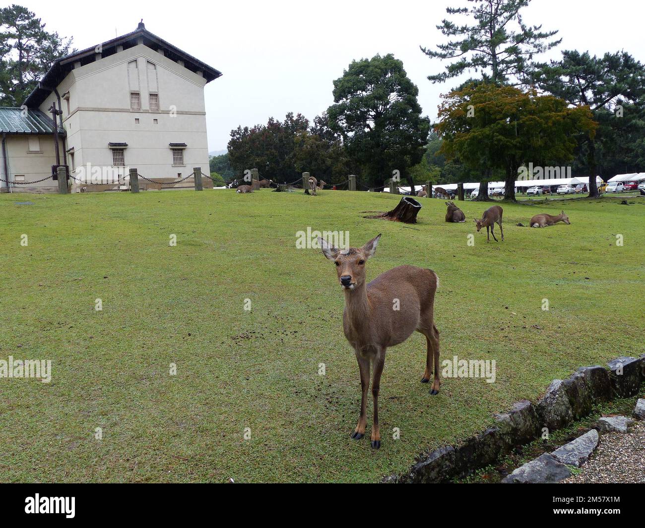 Nara koen park hi-res stock photography and images - Alamy