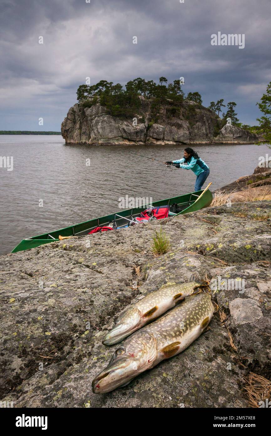 Northern Pike fishing at the island Burumøya in the lake Vansjø ...