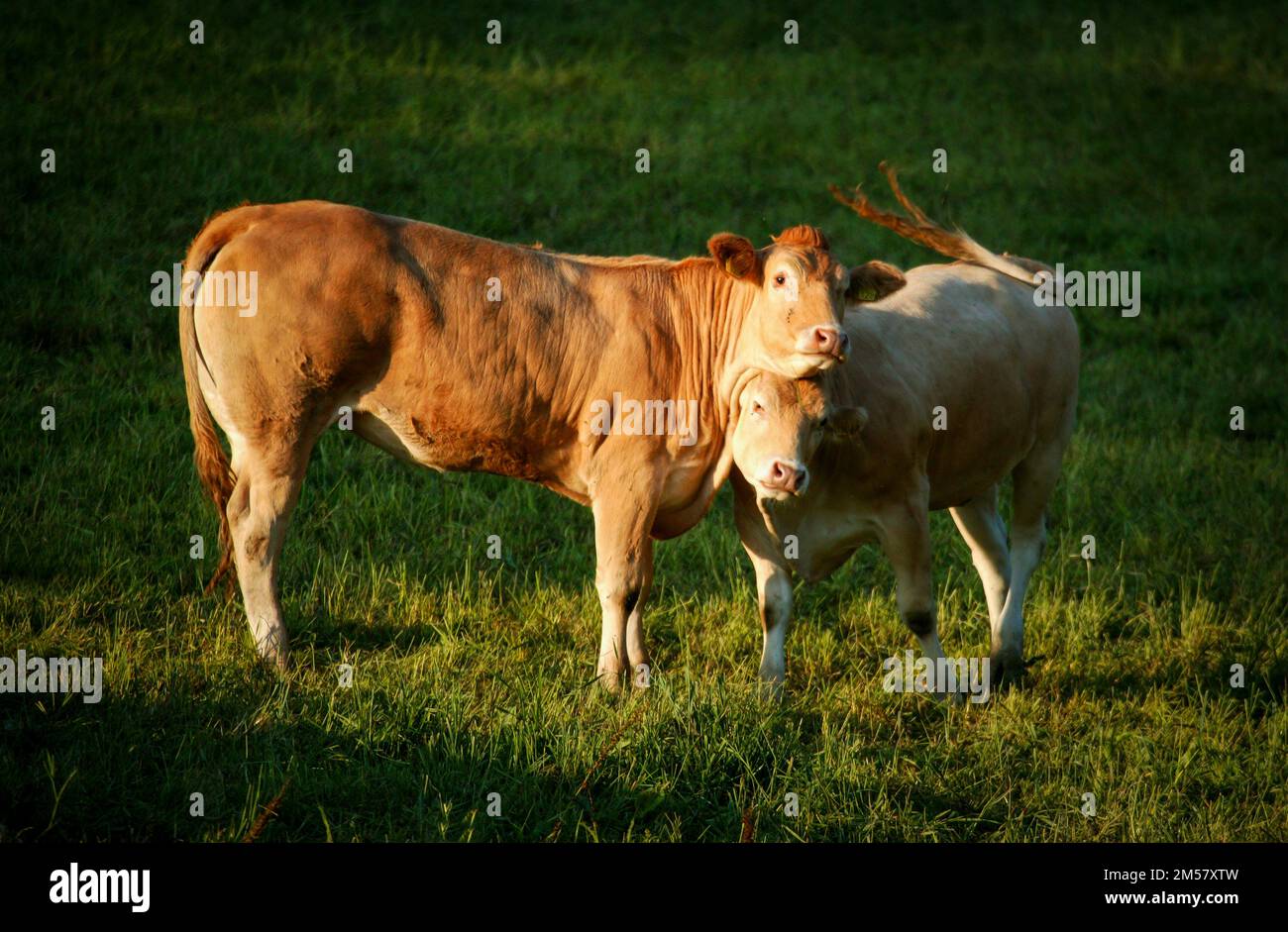 Two young and playful bulls in golden hour evening light in a green ...