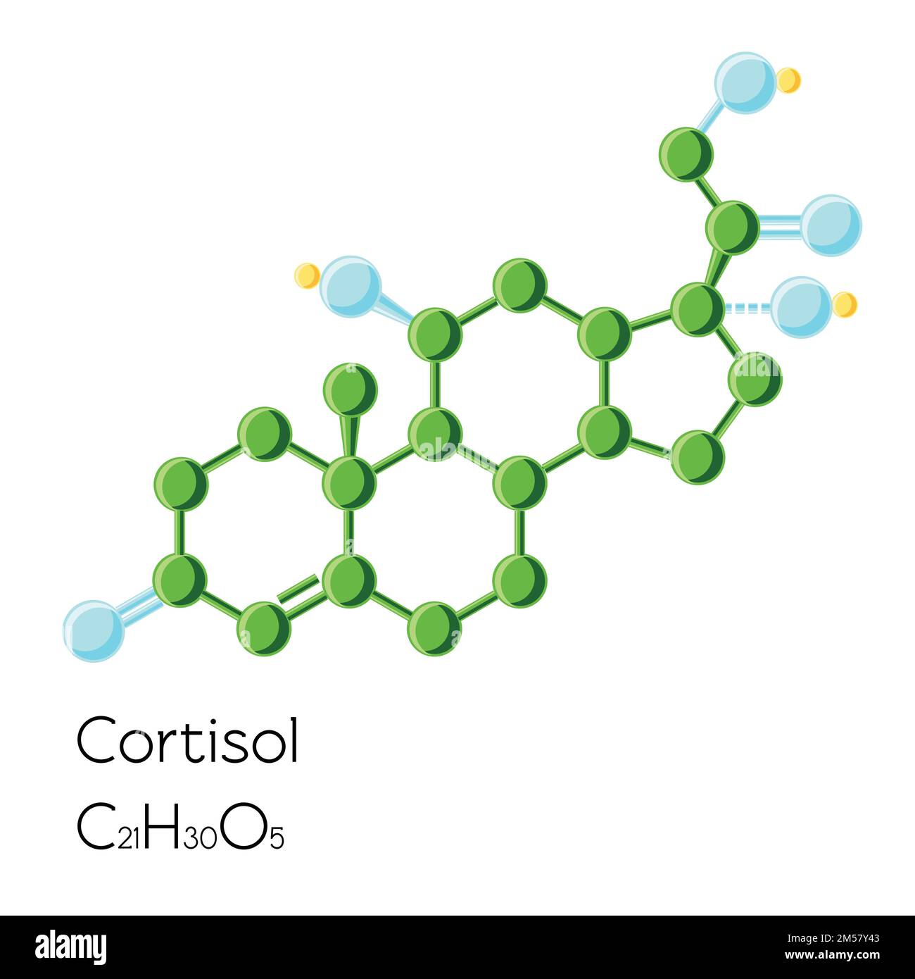 Cortisol Molecule