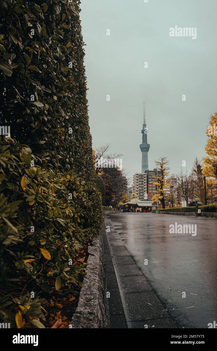 A vertical shot of a Tokyo Skytree surrounded by trees during the rain ...