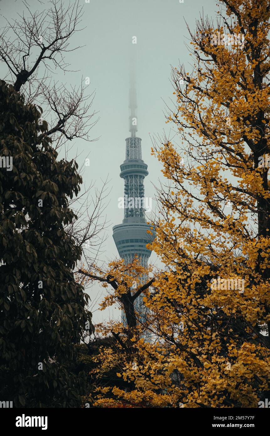 A vertical shot of a Tokyo Skytree surrounded by trees during the rain ...