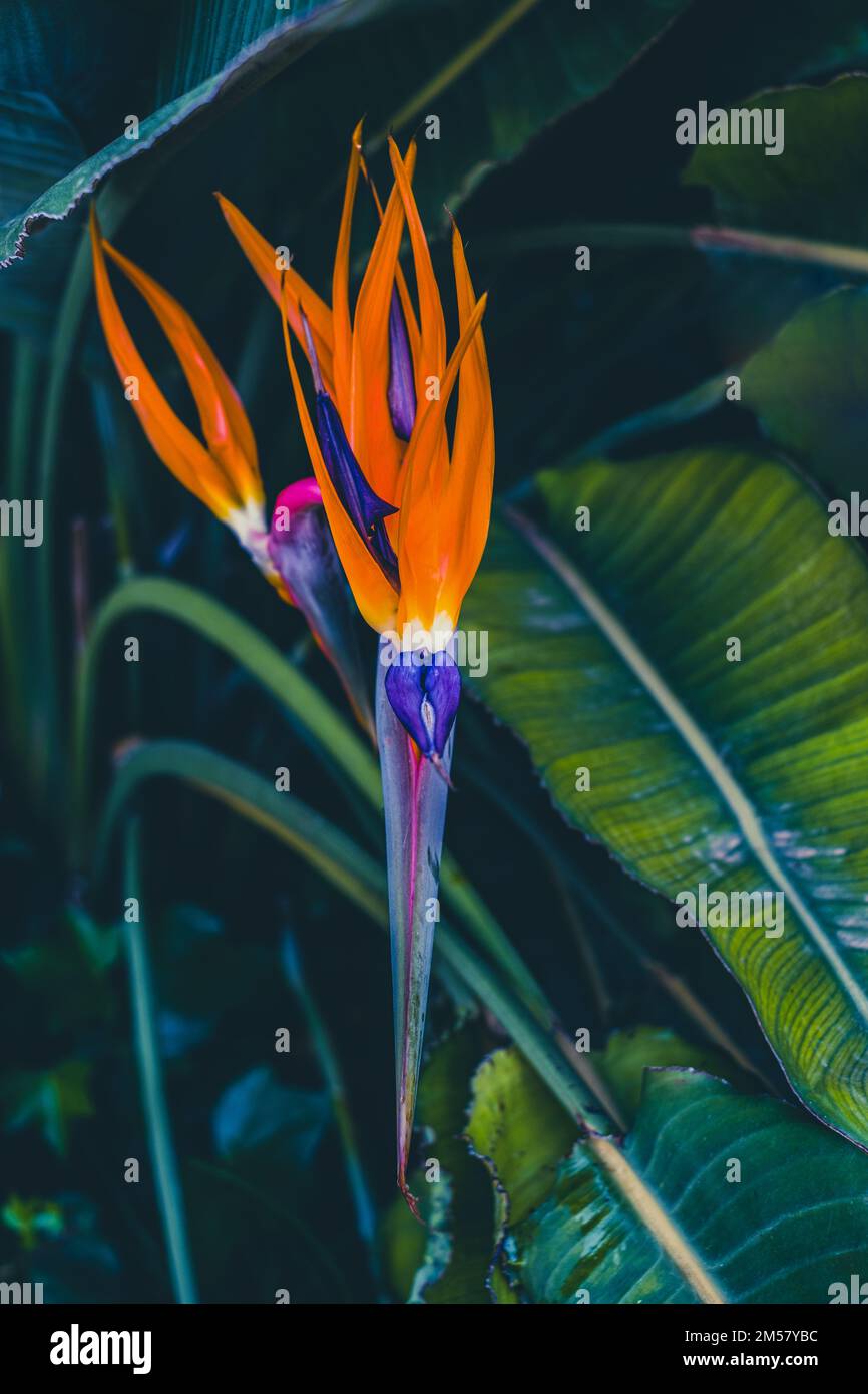 Blossom of Strelitzia reginae, colorful bird of paradise flowers in ...