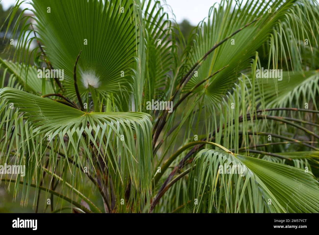 Green fresh background, leaves of a young palm tree close-up view ...