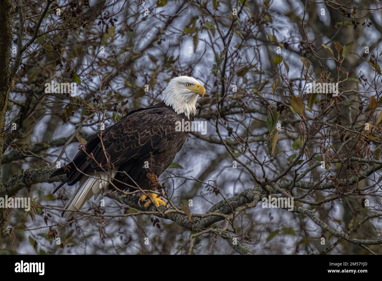 A beautiful view of a bald eagle on a tree branch Stock Photo - Alamy