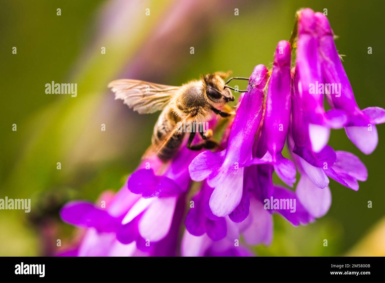 Busy bee closeup on hi-res stock photography and images - Alamy
