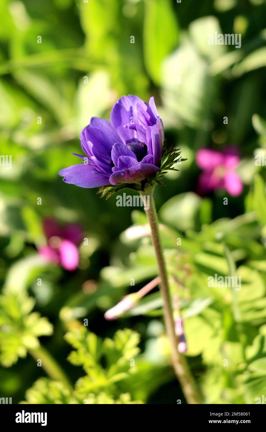 Single Anemone perennial flowering plant with partially open flower ...