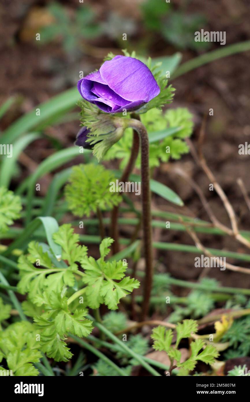 Two Anemone perennial flowering plants with closed flowers made of ...