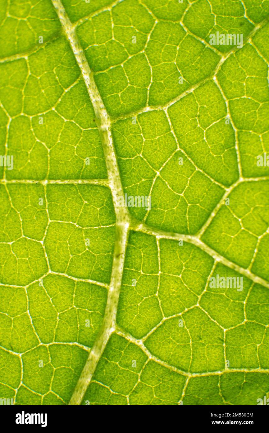 A macro shot of a green leaf under the sunlight for wallpapers and ...