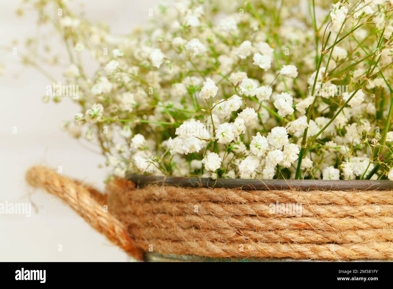 Gyp bouquet hi-res stock photography and images - Alamy