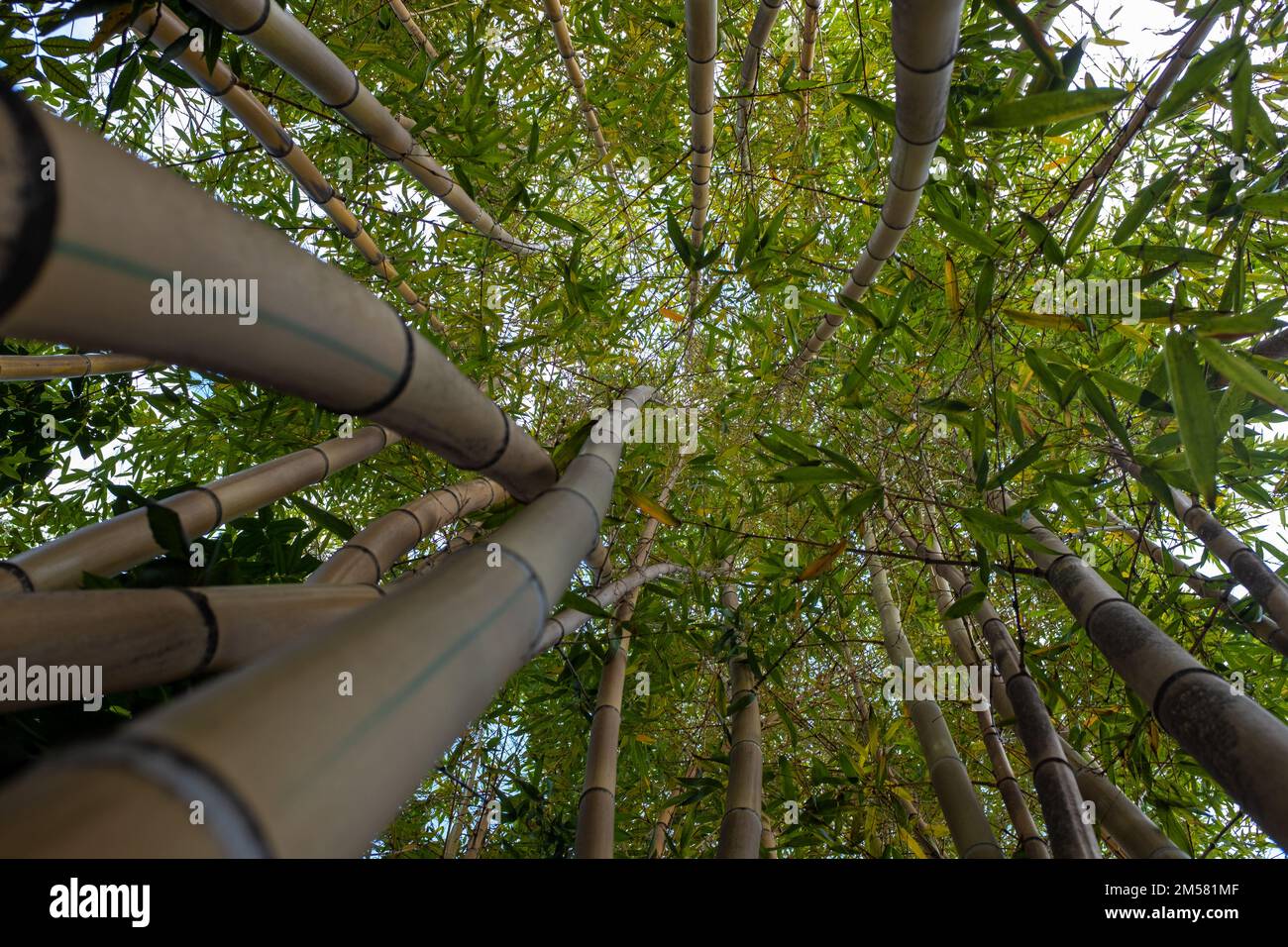 Giant green bamboos seen straight from below. Taken on a sunny spring ...