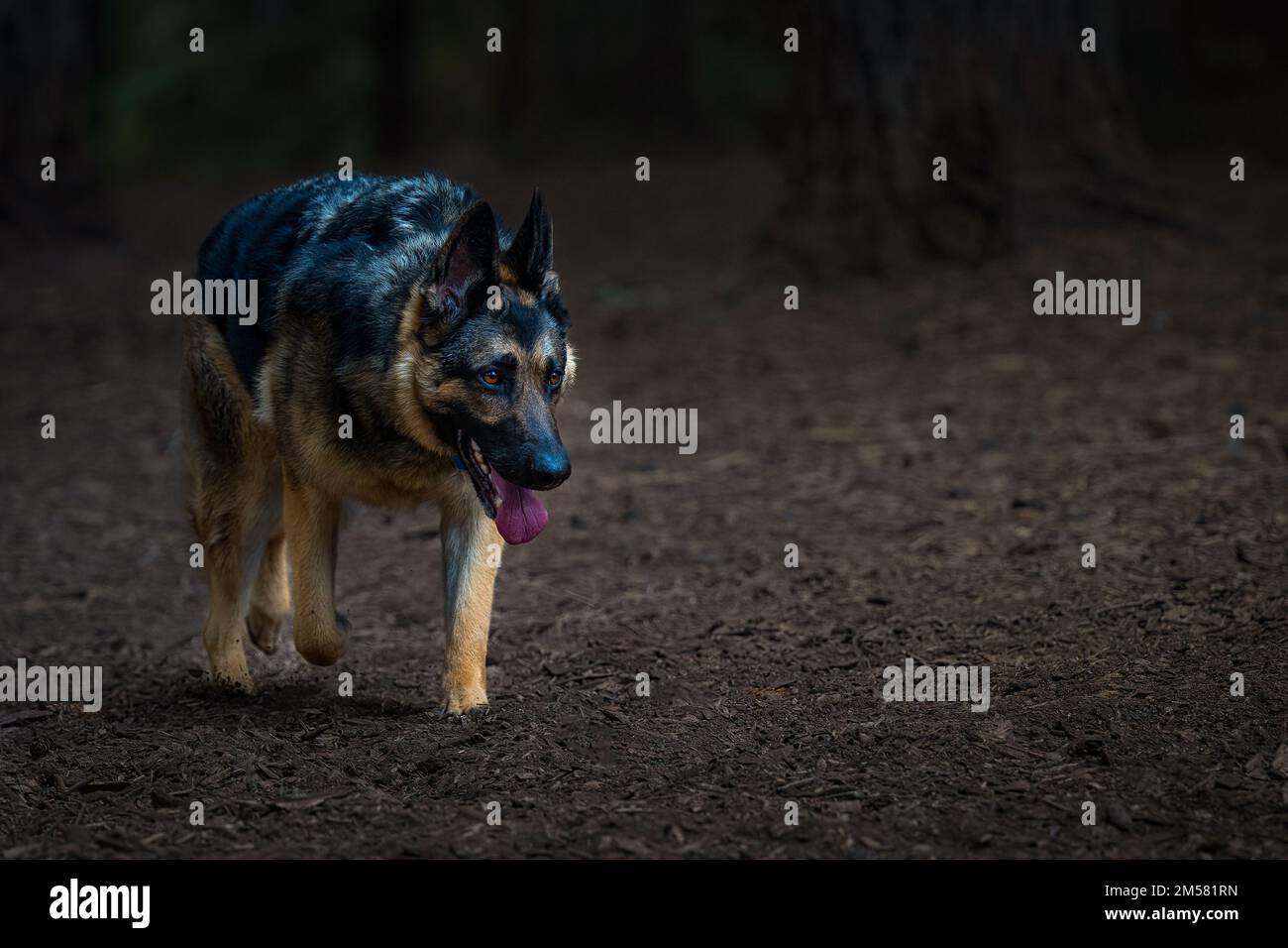 German shepard walking hi-res stock photography and images - Alamy