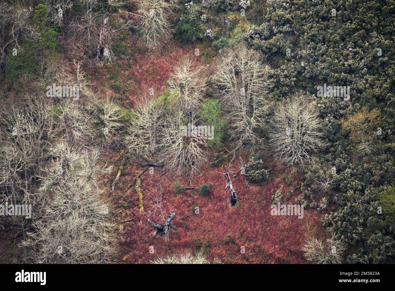 Dead trees and fallen logs in a deciduous forest clearing in the ...