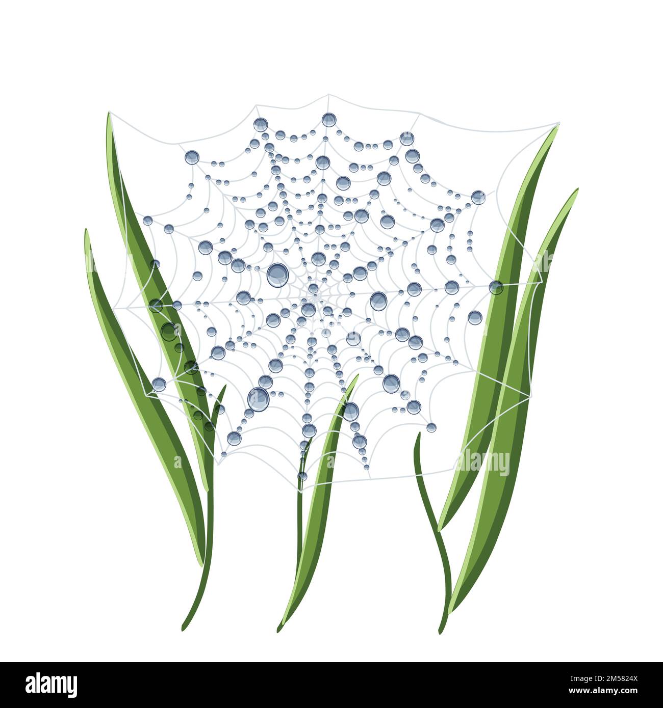 Morning dew on spider web and grass isolated on white background ...