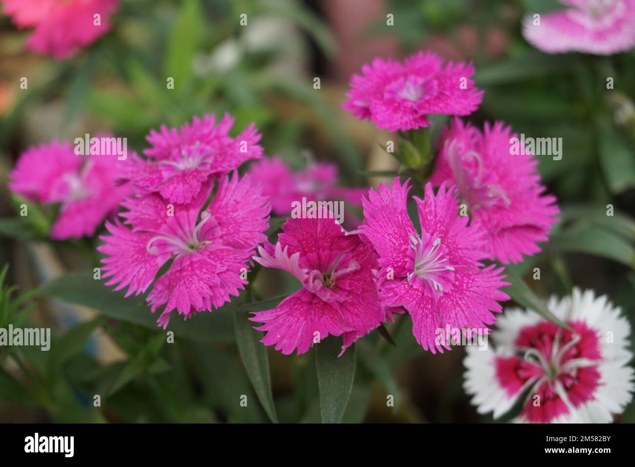 China pink flowers hi-res stock photography and images - Alamy