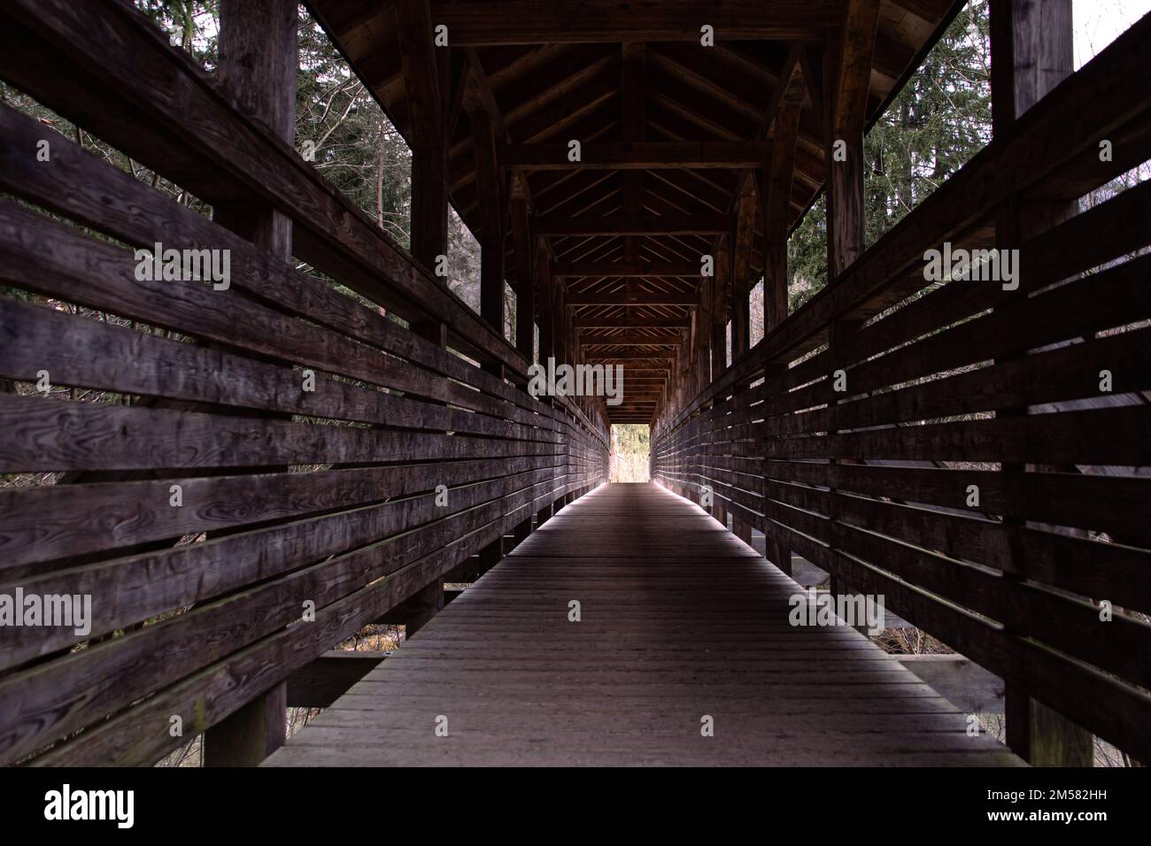 Tunnel light forest hi-res stock photography and images - Alamy