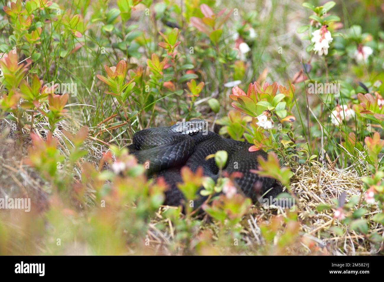 Nordic viper, adder in their habitats. Grass, leaves and sticks. Close ...