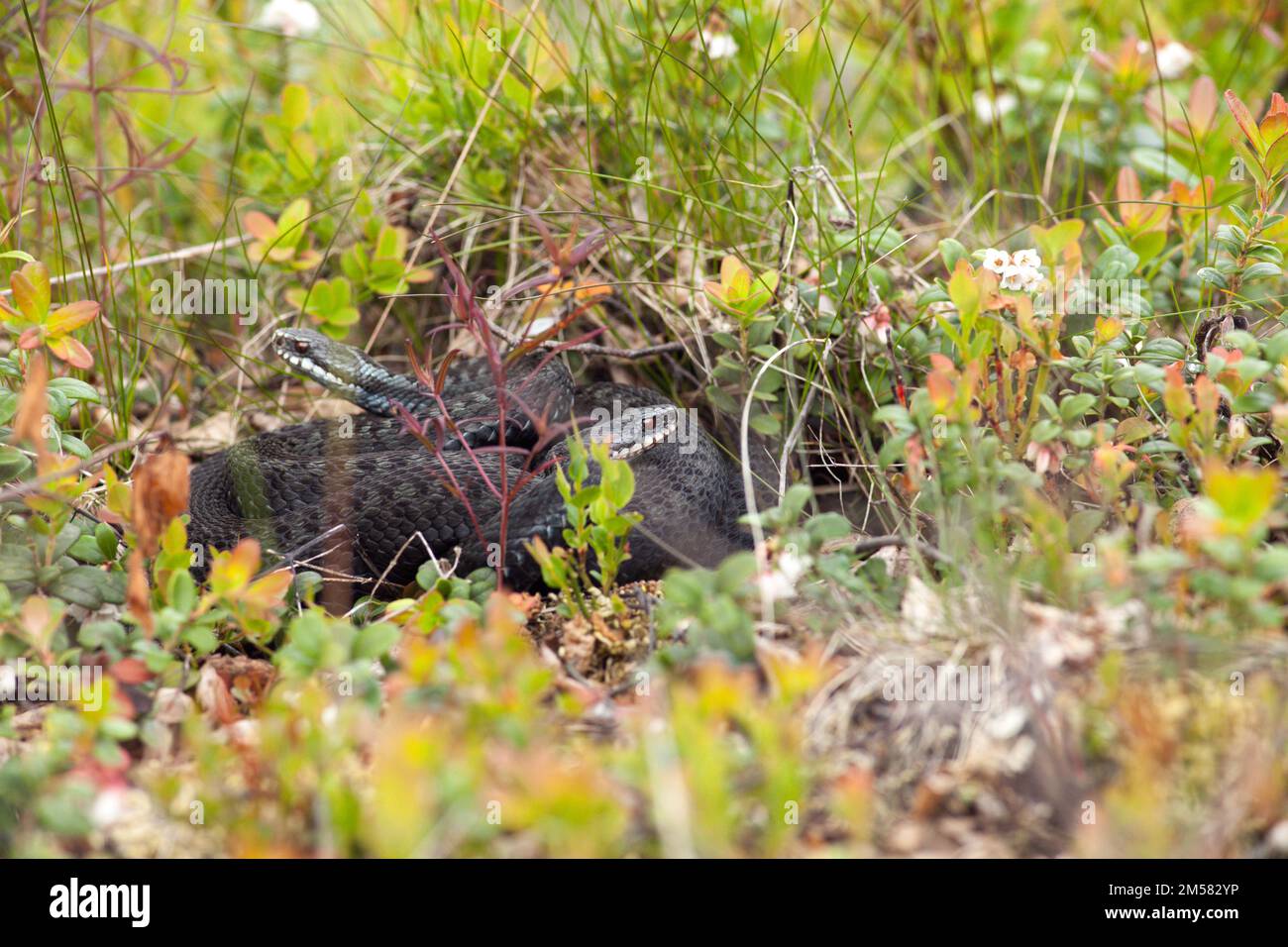 Nordic viper, adder in their habitats. Grass, leaves and sticks. Close ...