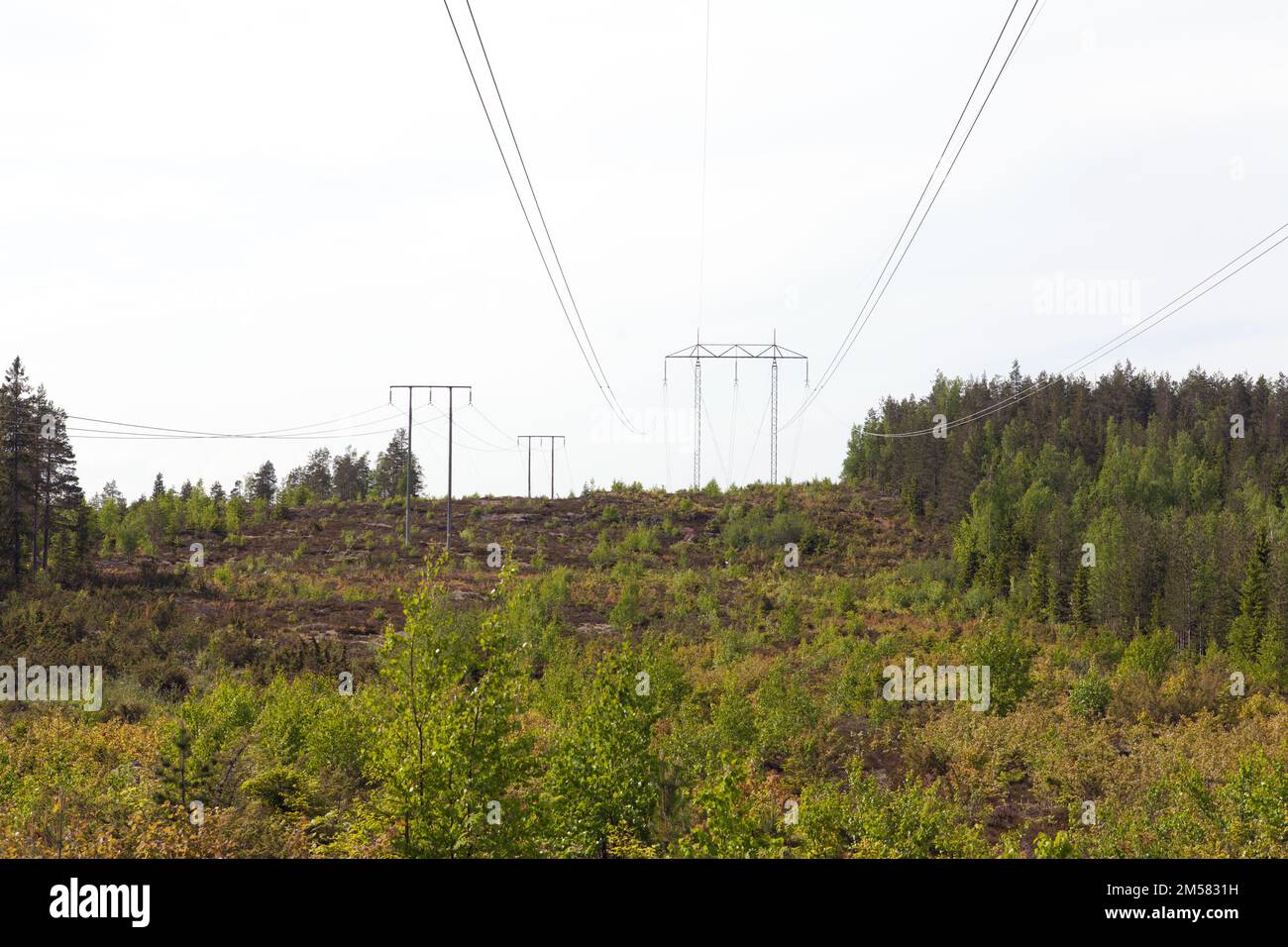 Power line in the woodland. Wires of electricity transmissions in the ...