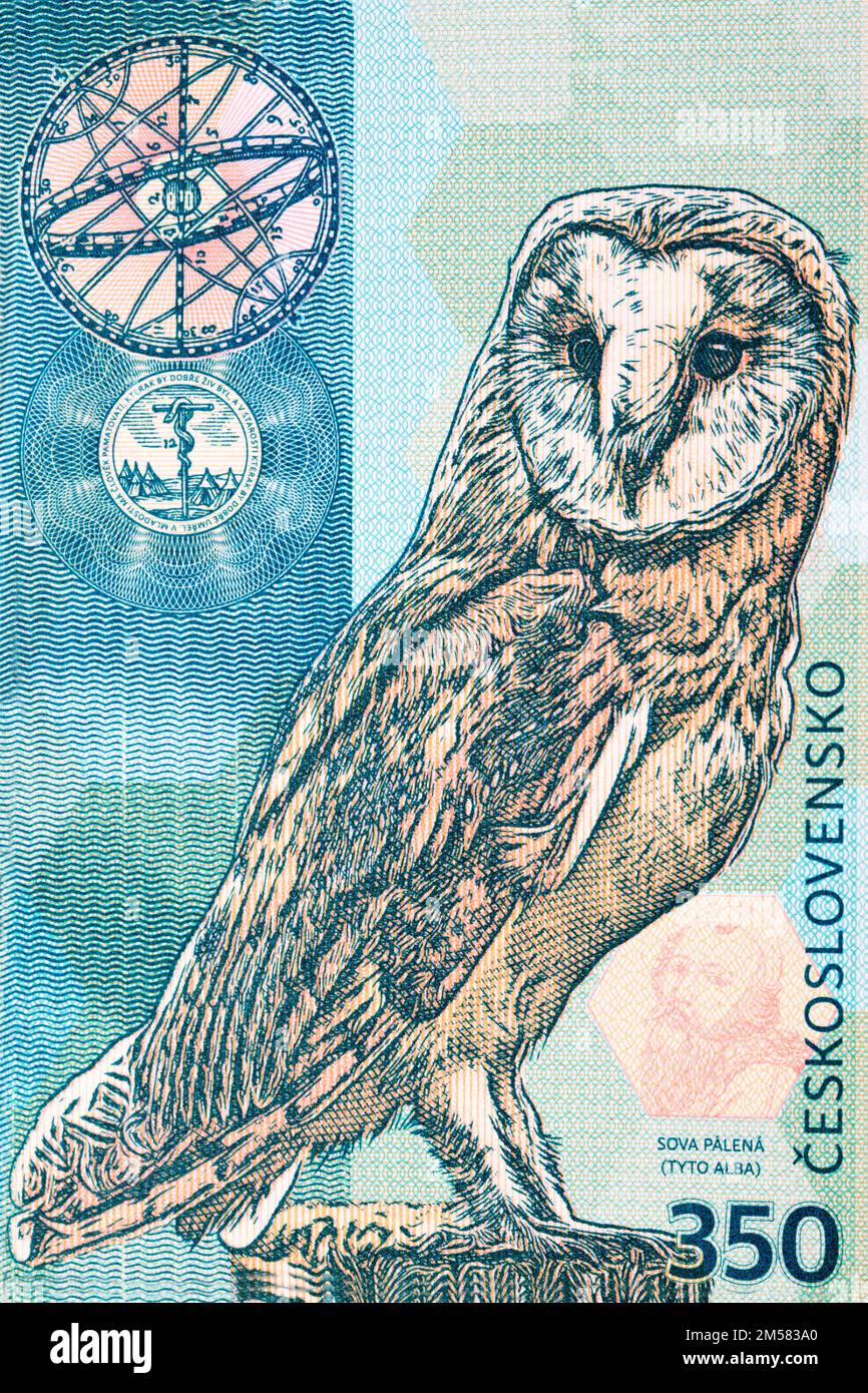 Barn owl a closeup portrait from money Stock Photo - Alamy