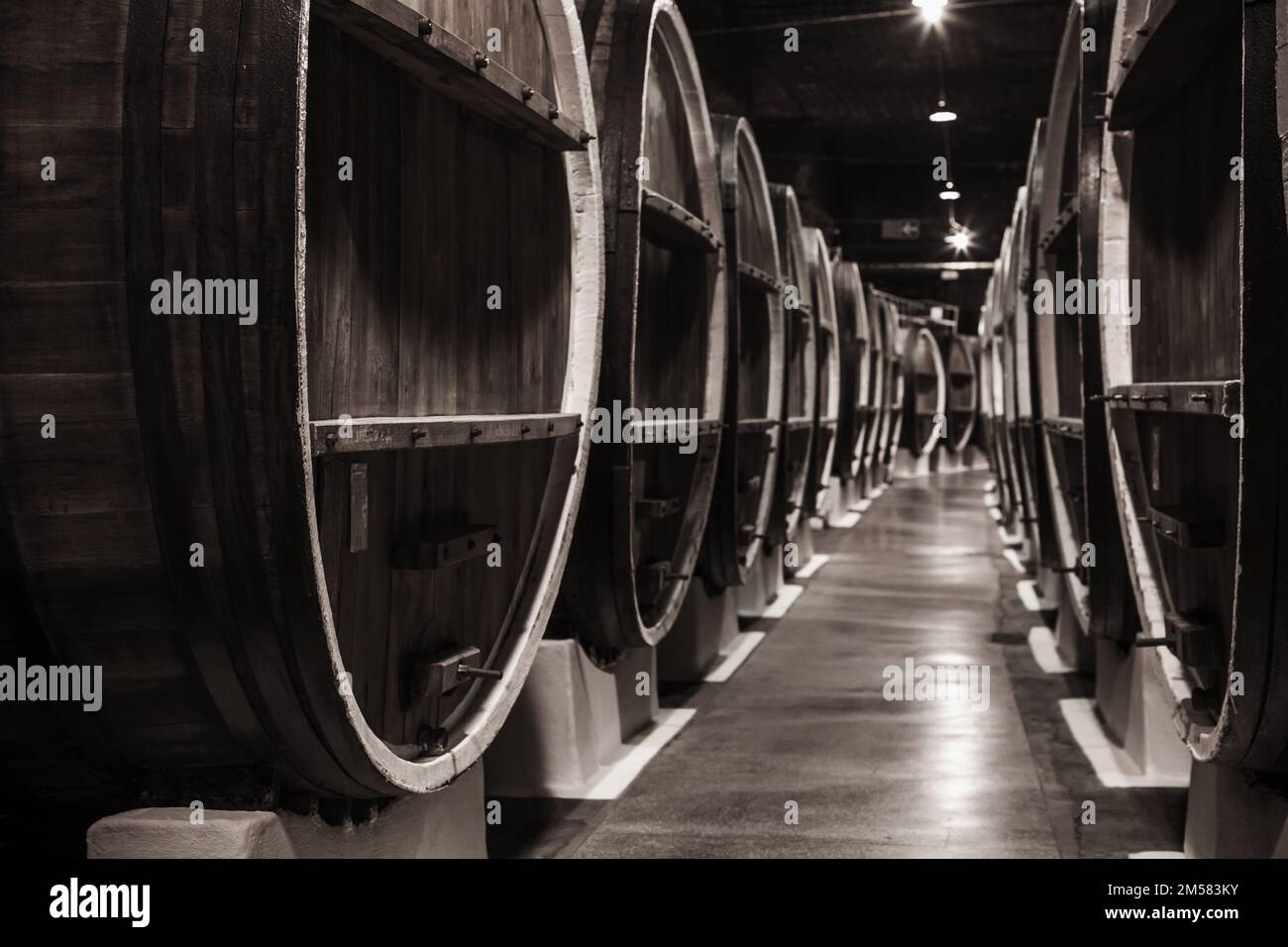 Vintage dark wooden barrels stand in a row in winery basement Stock ...