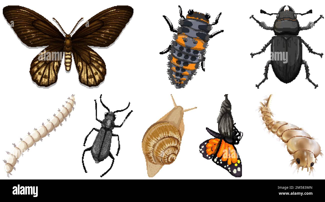 Set of different kinds of insects illustration Stock Vector Image & Art ...