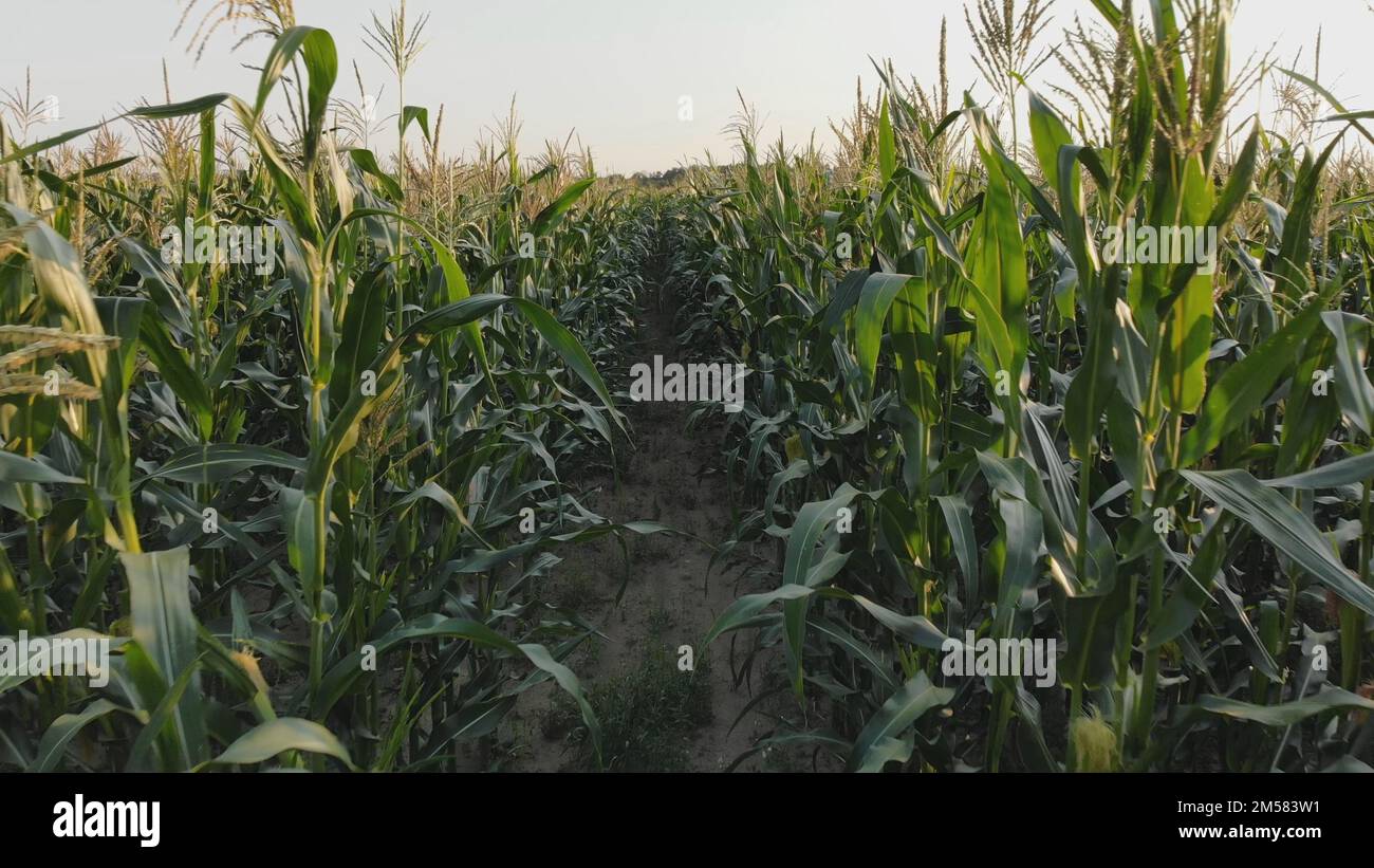Corn young field. Seedlings planted in a row Stock Photo - Alamy