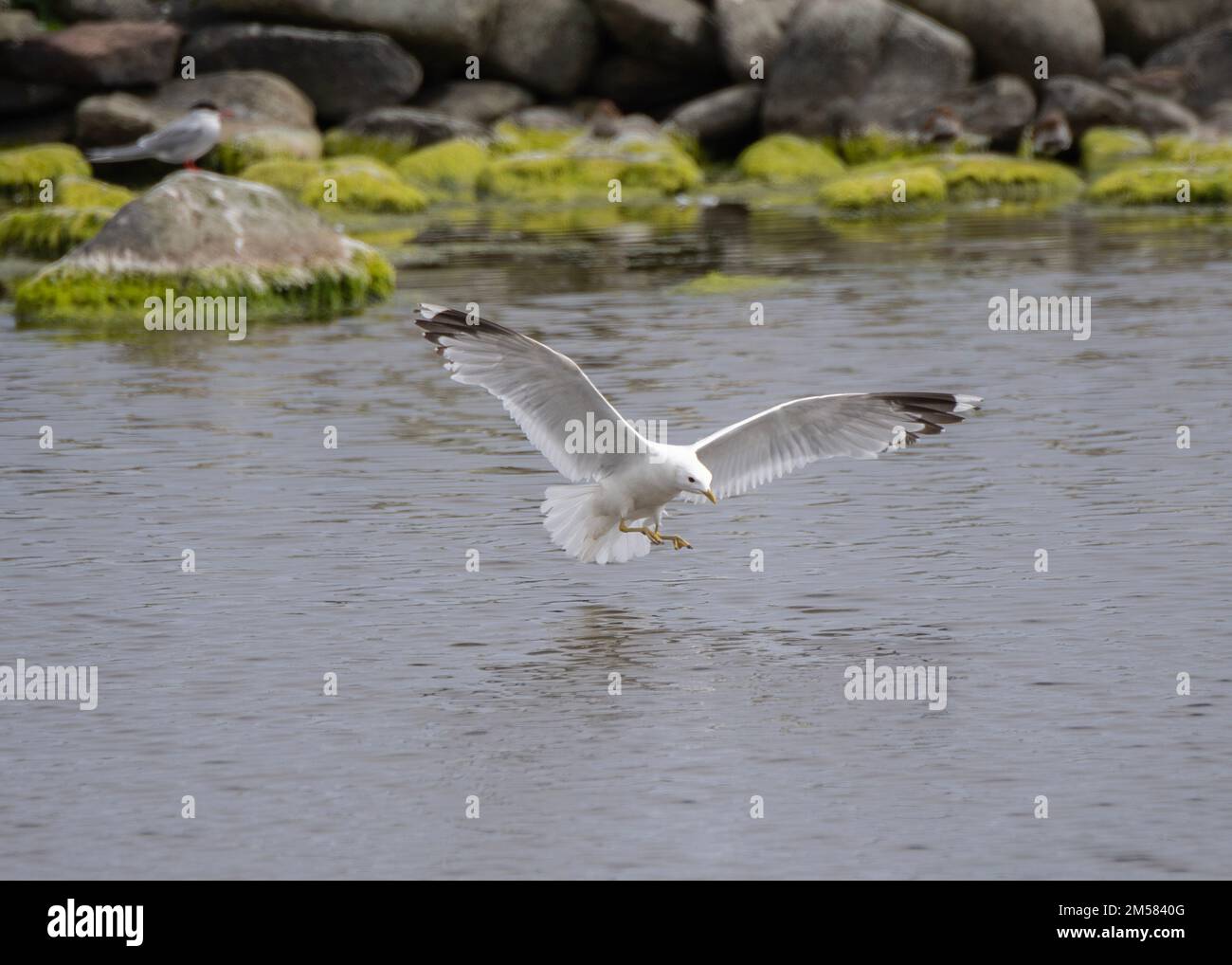 Common Gull (Larus canus), Grutness pools, Shetland Stock Photo - Alamy