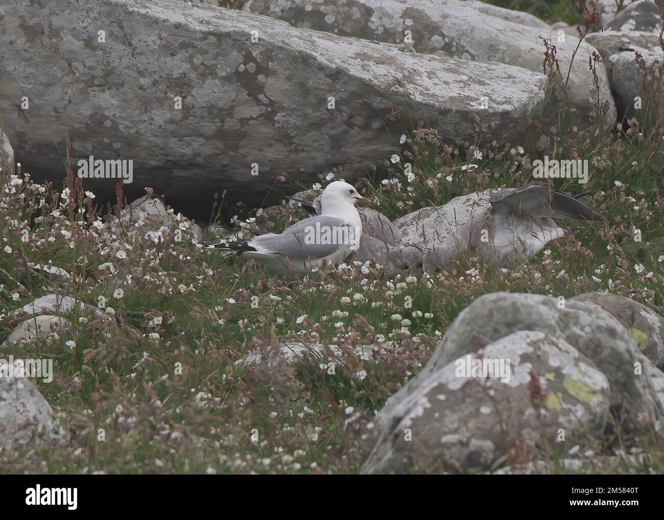 Common Gull (Larus canus), with young, Grutness, Shetland Stock Photo ...