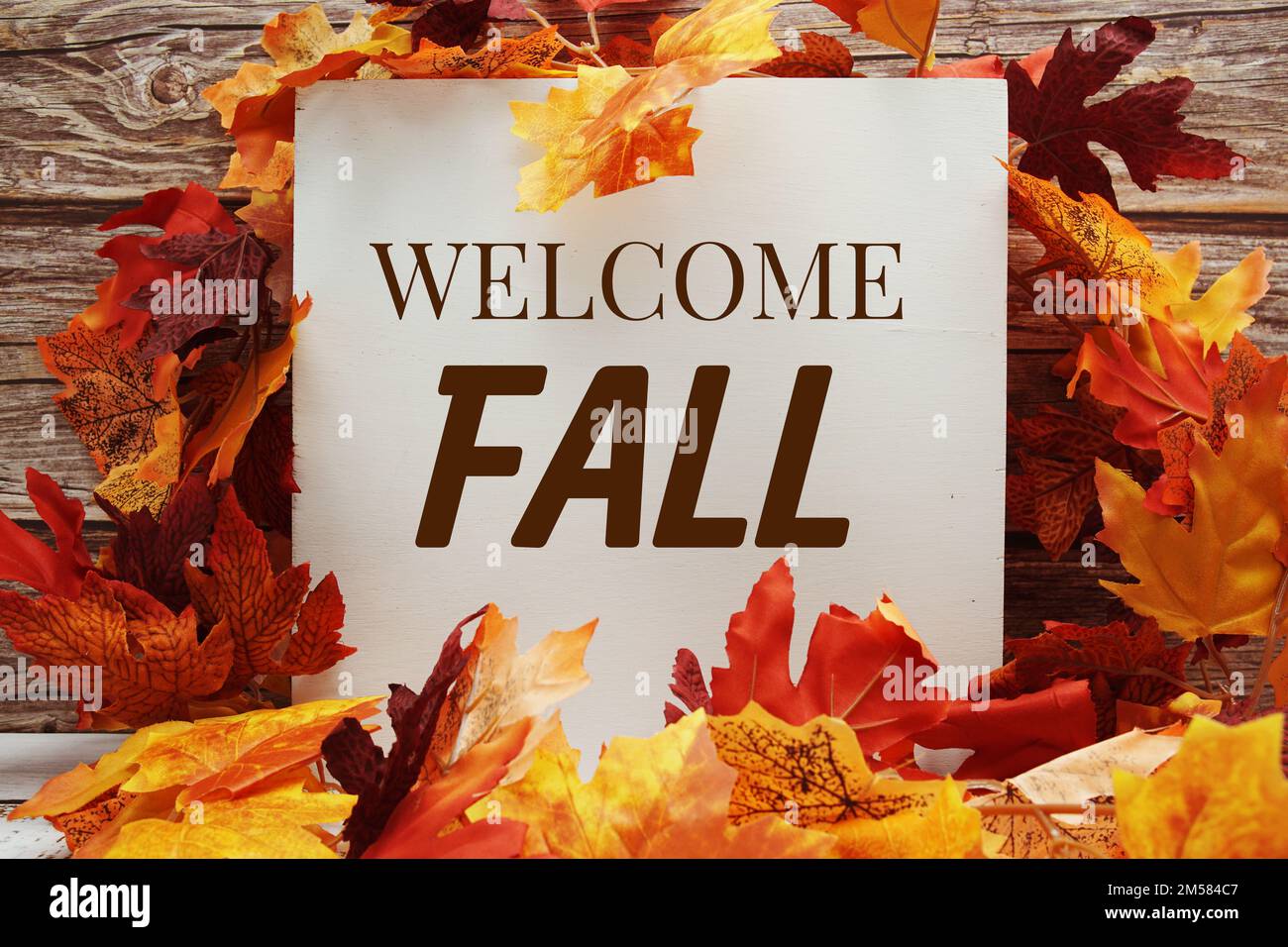 Welcome Fall text message with autumn maple leaves decoration on wooden ...