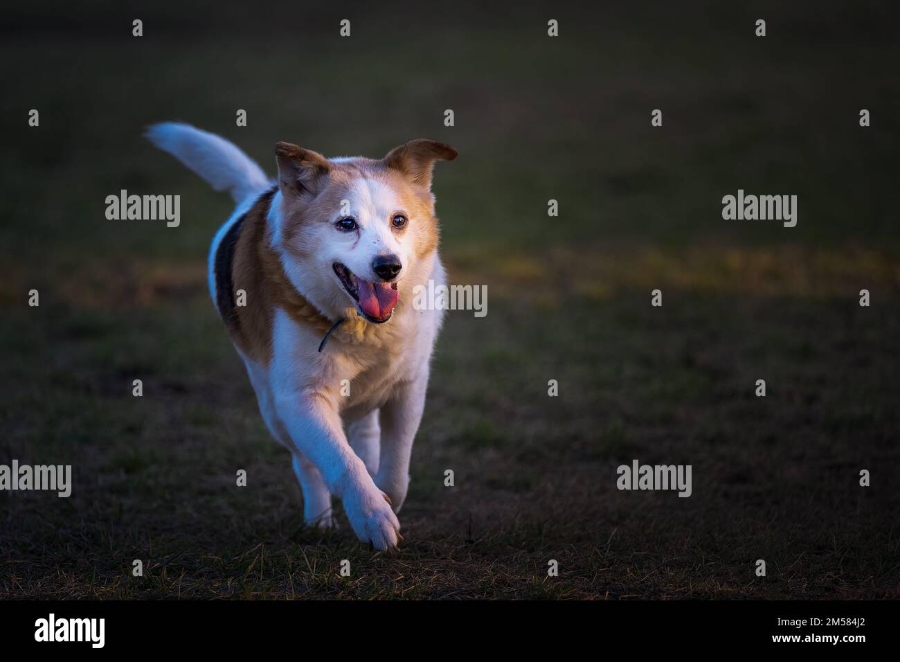 A horizontal shot of a three colored dog running in the Henry Hollow ...