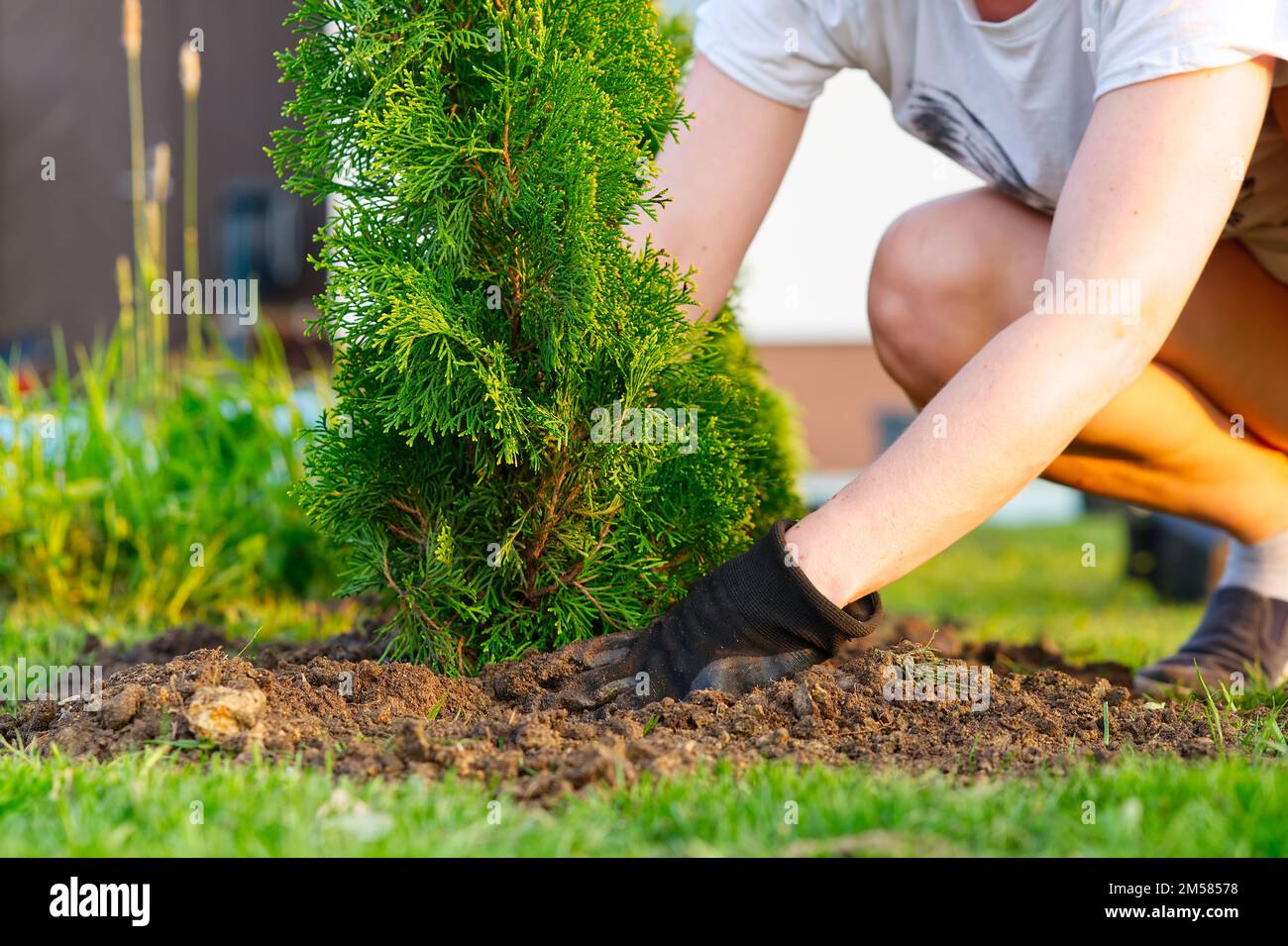a woman hands plants a thuja, planting a coniferous tree thuja Stock ...