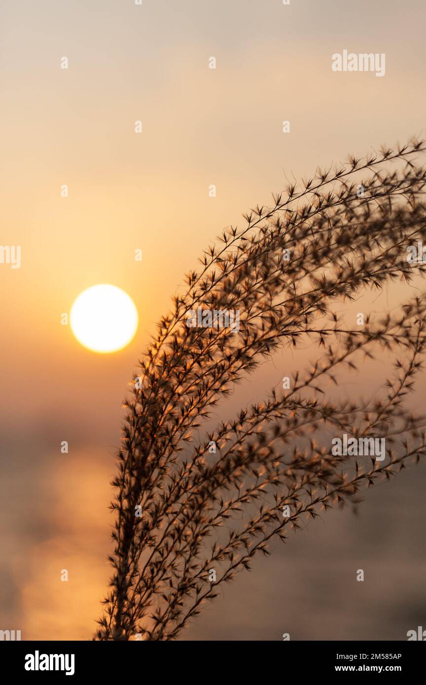 Backlit image of a reed, shot during sunset on Shiraishi Island, Japan ...