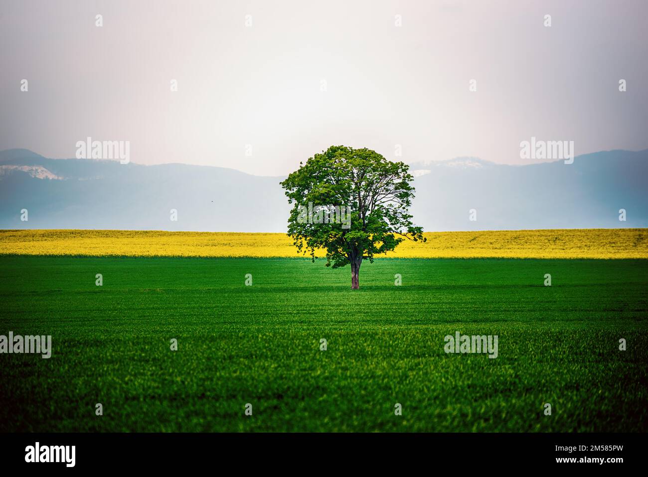 A Single Tree Stock Photo - Alamy