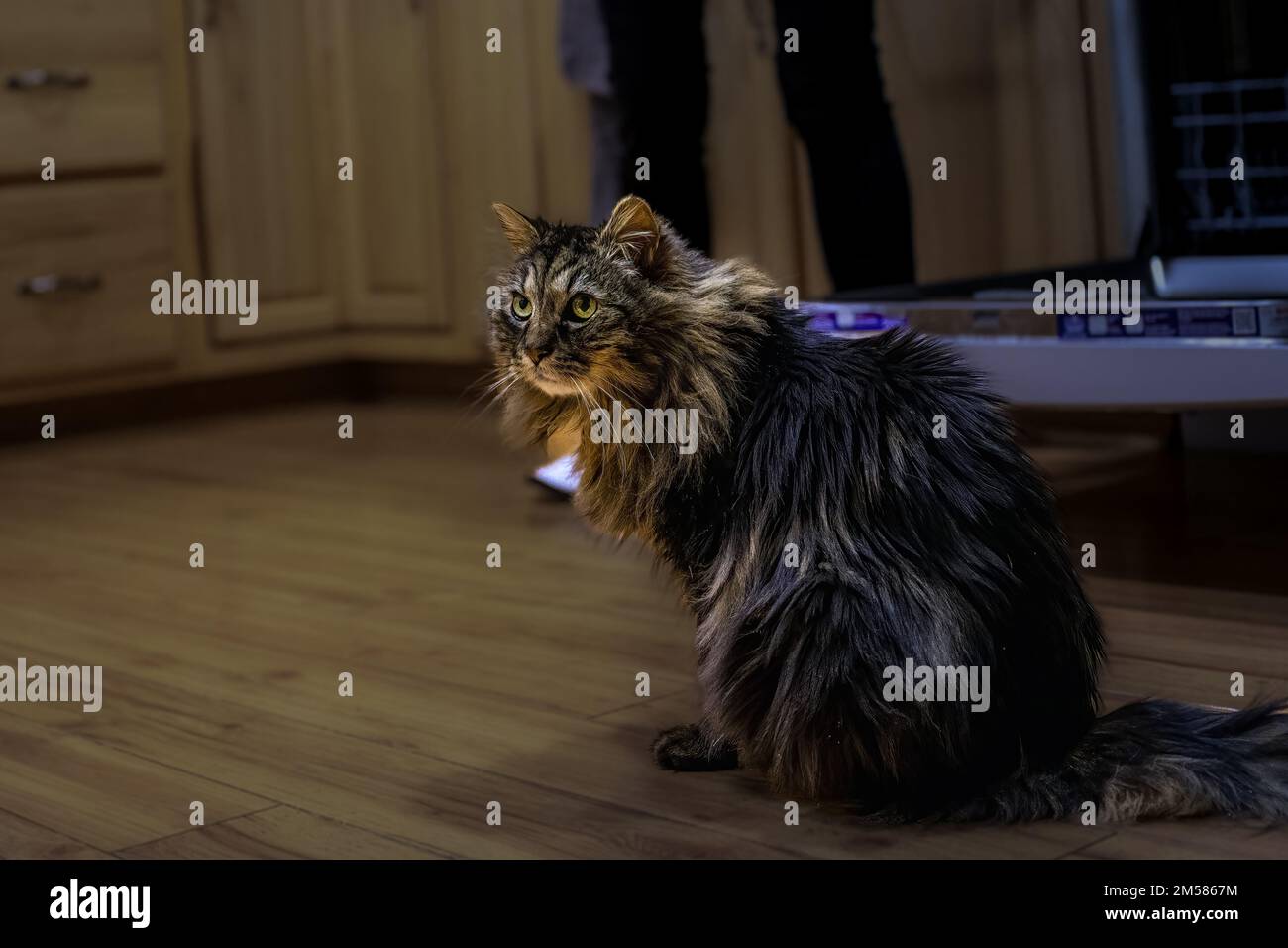 Tan cat hi-res stock photography and images - Alamy