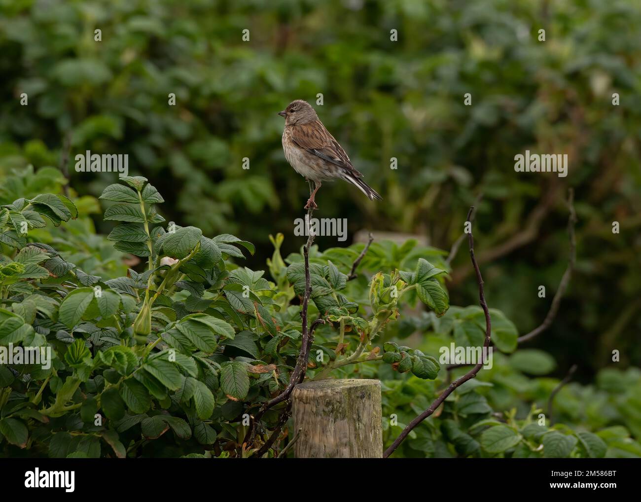 Linnet (Linaria cannabina), sitting on fence post, Sumburgh RSPB ...