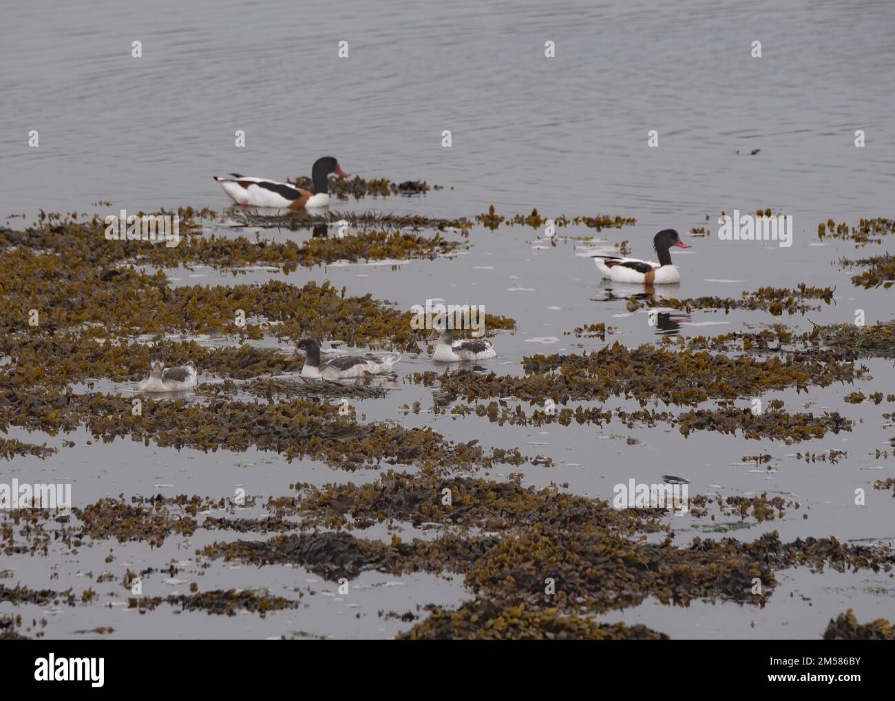 Shetland duck hi-res stock photography and images - Alamy