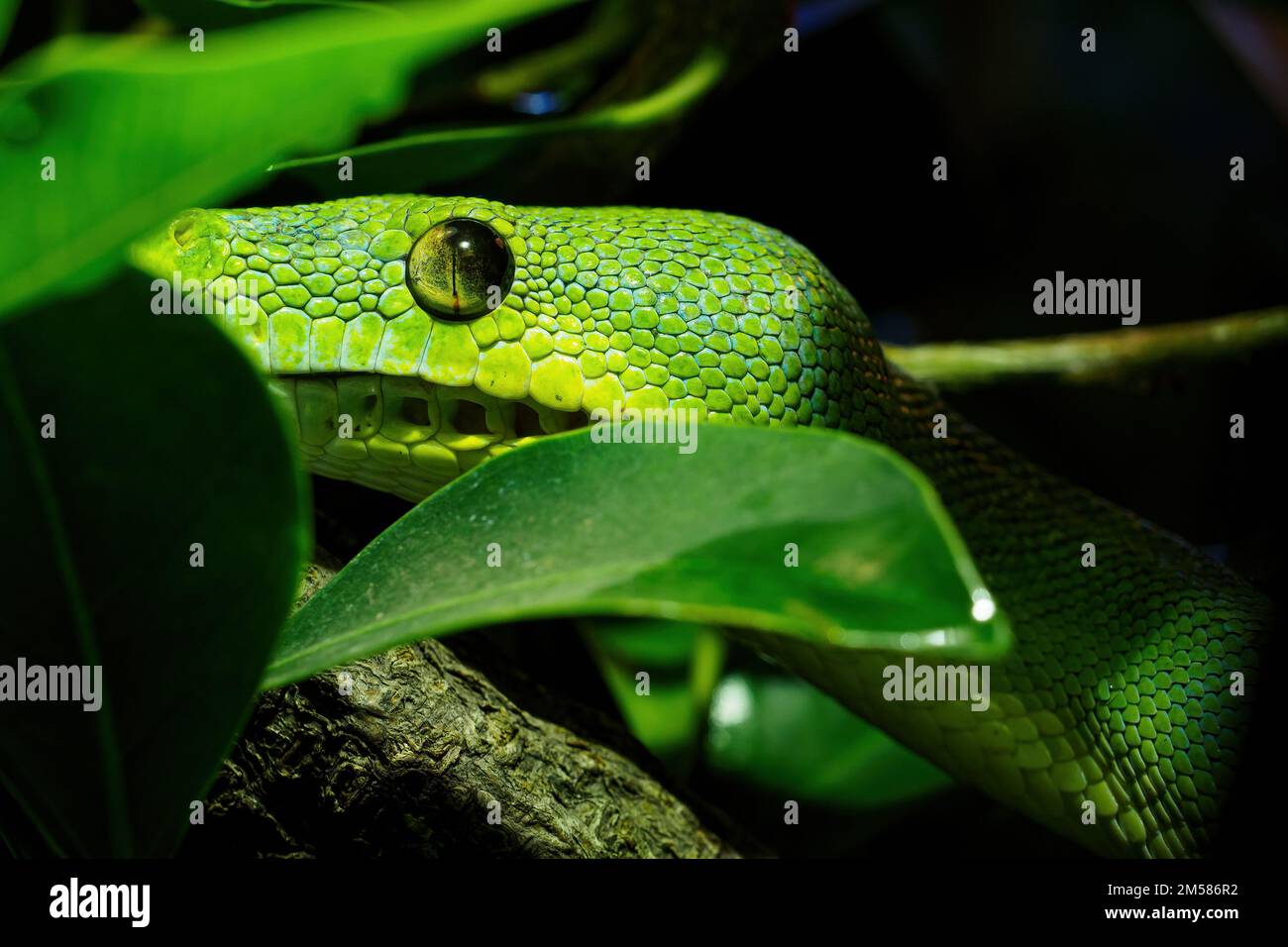Green tree python close-up on tree branch, Morelia viridis Stock Photo ...