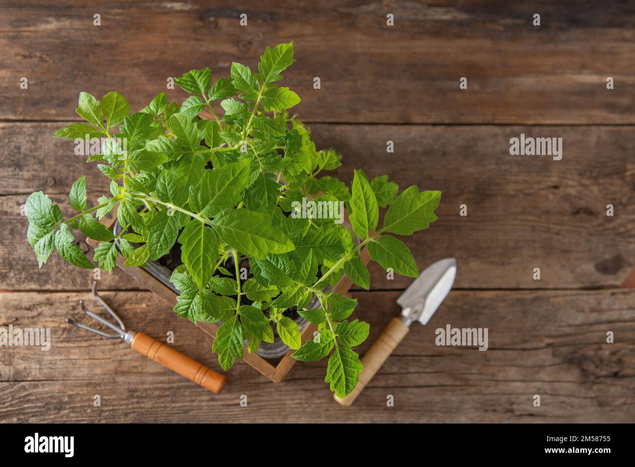Seedling of tomatoes. Spring gardening. Bush of tomato. Grow vegetables ...