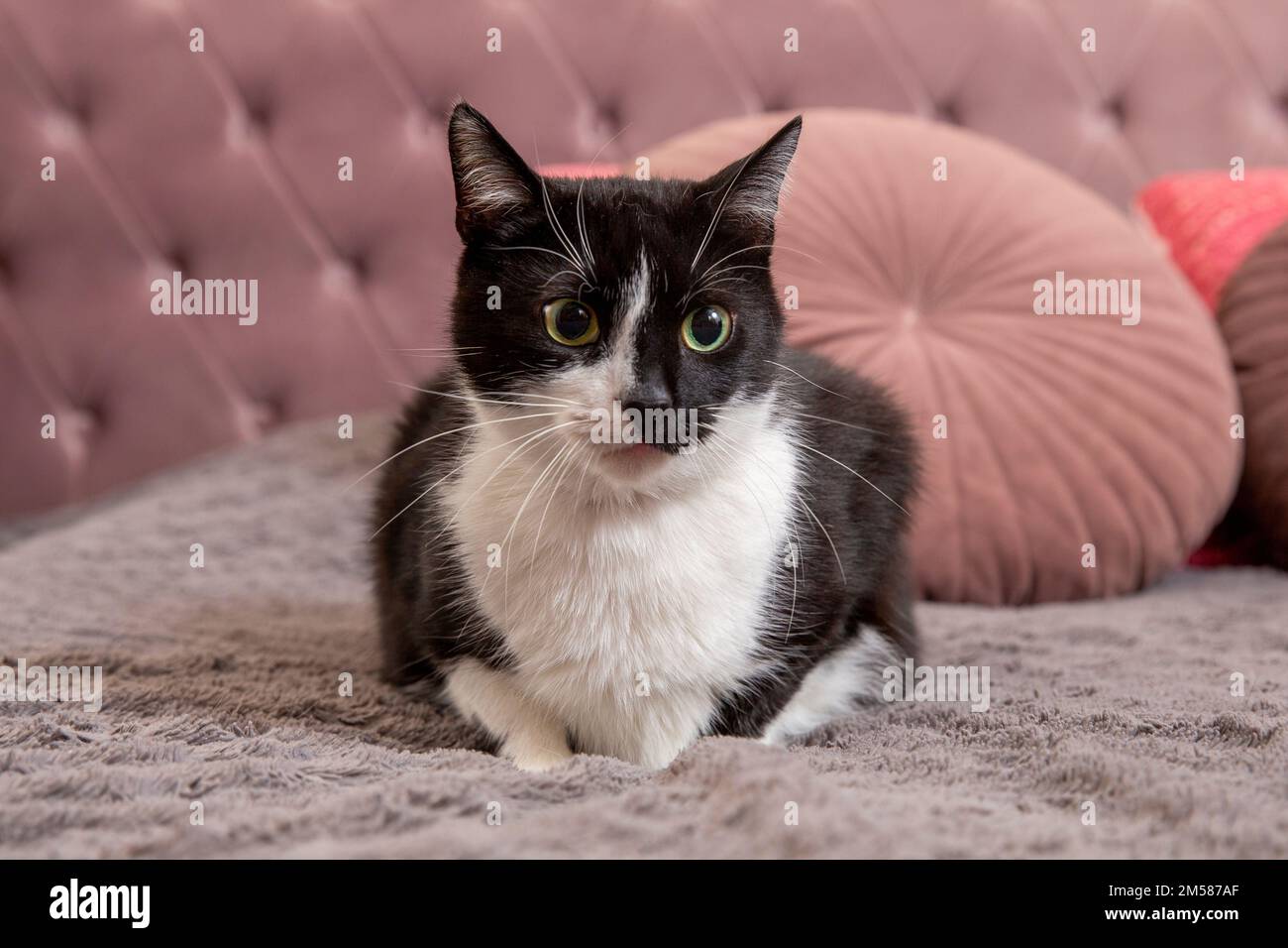 A charming British cat likes to make a lot of photos for photos Stock ...