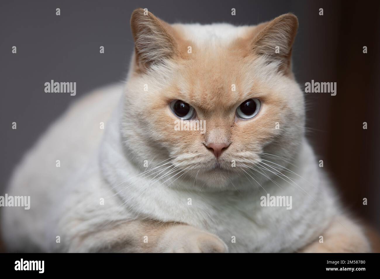 A charming British cat likes to make a lot of photos for photos Stock ...