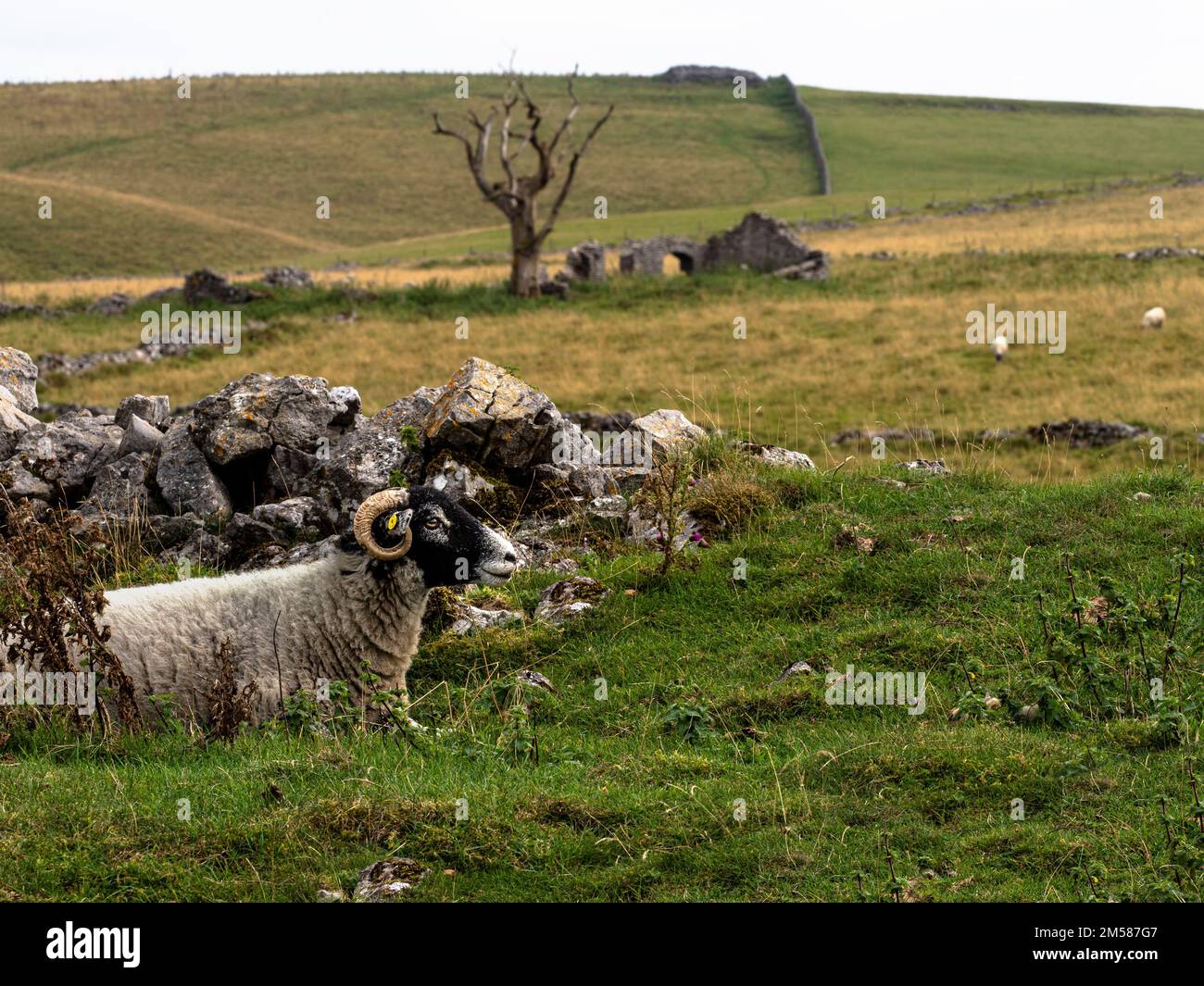 Karakul sheep hi-res stock photography and images - Alamy
